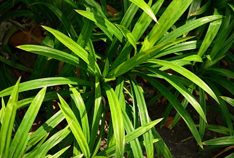 Get to Know the Various Benefits of Pandan, One of Which is for Craft ...